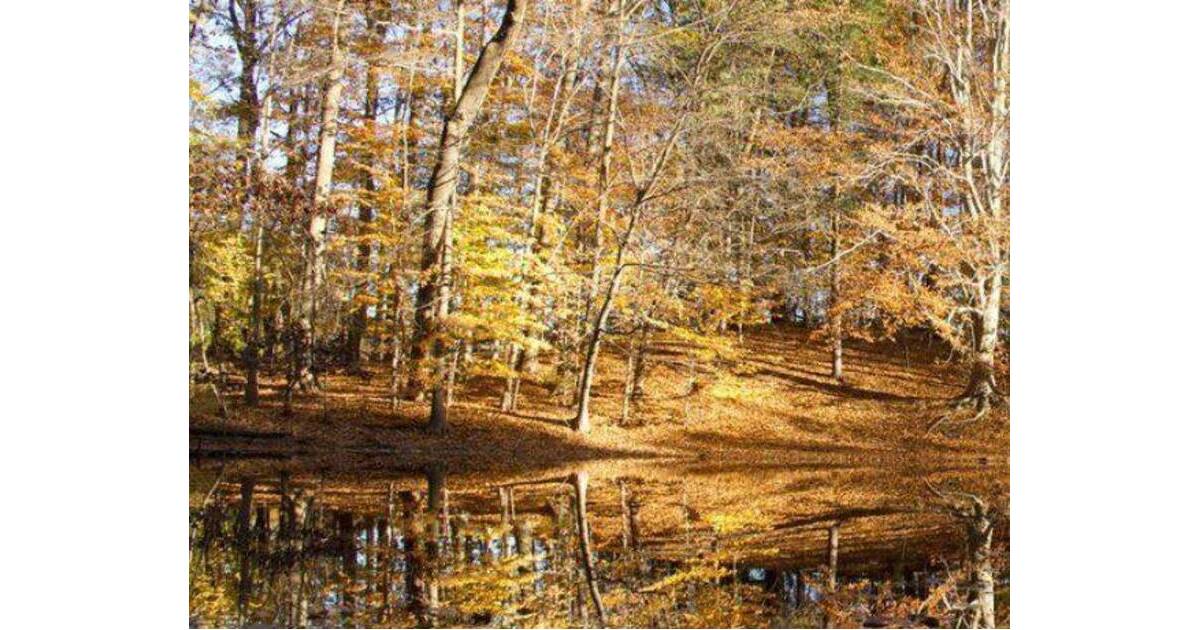 Borough of Madison Asks for an Appeal in Judge's Ruling on Drew Forest ...