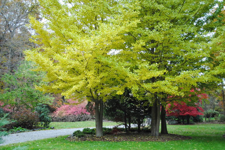 The Beauty of Laurelwood in the Fall | TAPinto