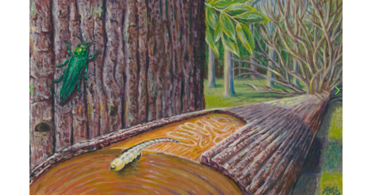 Nutley's Tree Canopy Threatened by Emerald Ash Borer, Poor Planning ...