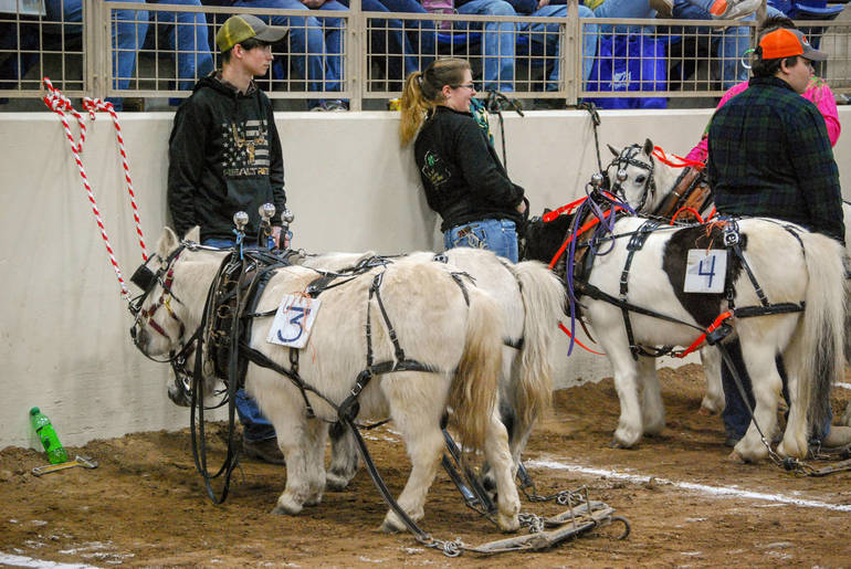 Horse Pulling Contest Anywhere