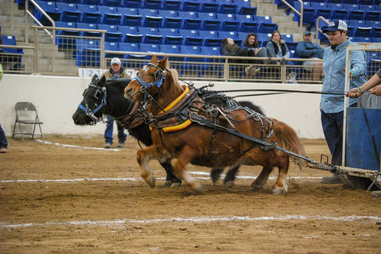 Ready, Set, Pull! Powerful Horses Flex Their Muscles At The Farm Show ...