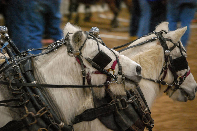 Ready, Set, Pull! Powerful Horses Flex Their Muscles At The Farm Show ...