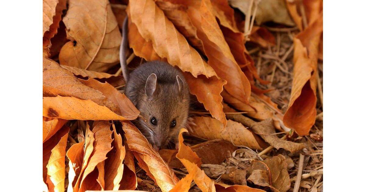 Preventing Fall Pests in Montville NJ | Montville, NJ News TAPinto ...