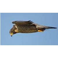 Learn About “Fantastic Falcons” at the Bernards Township Library ...
