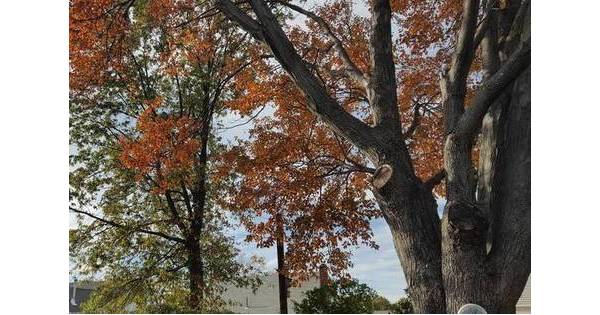 Piscataway Police: Tree Trimming on North Randolphille Road on Thursday ...
