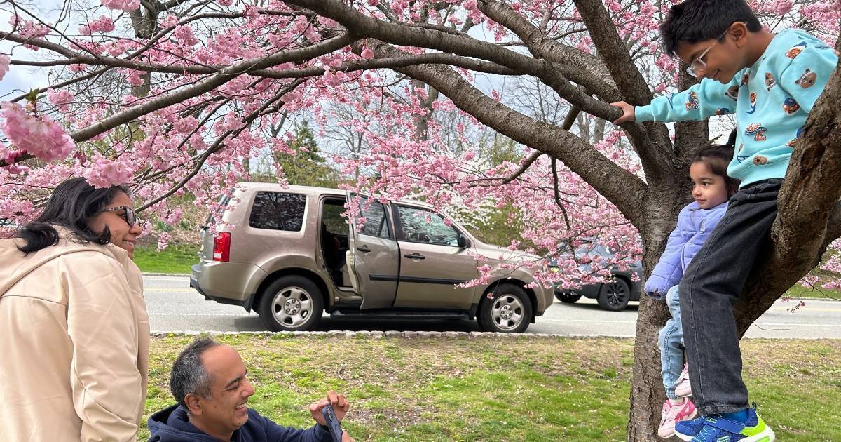 7 Ways to Celebrate Cherry Blossoms at Essex County’s Branch Brook Park ...