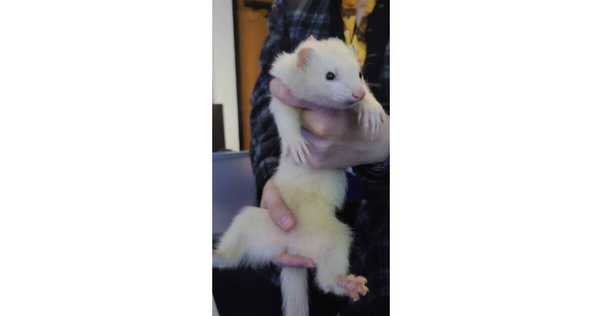 Coconut Creek Police Ferreting Out Who Owns a Lost Ferret | Coconut ...