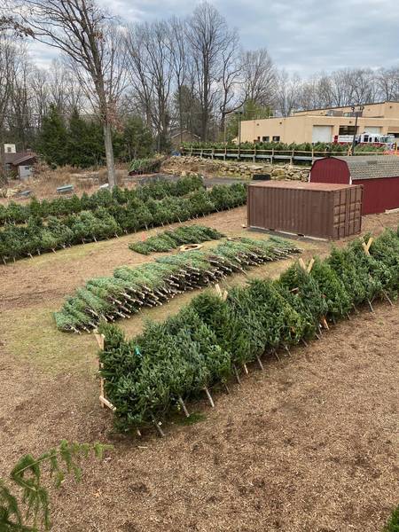 Randolph Firehouse Christmas Tree Sale Has Started; Offering Covid ...