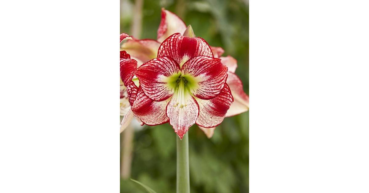Go Beyond the Traditional with Unique Amaryllis Varieties | South ...