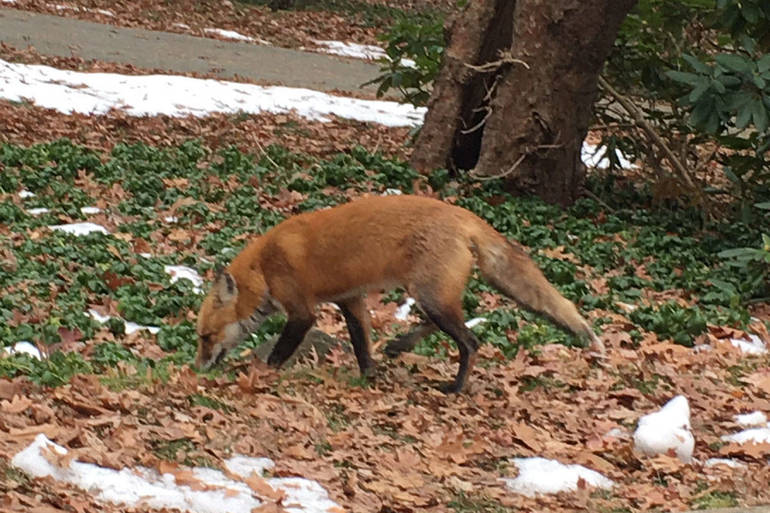 Foxes Herald Nature’s Resurgence in Suburban New Jersey | TAPinto