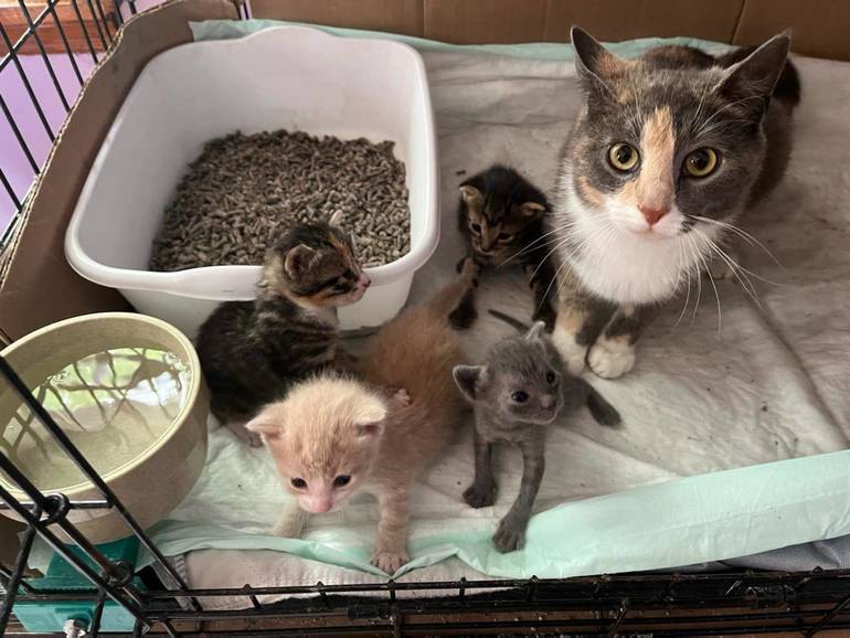 Dilute Calico Cats