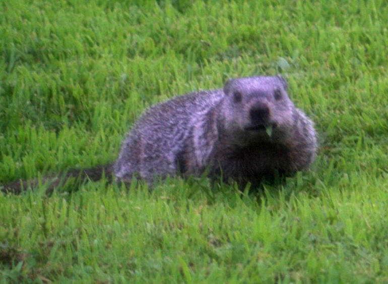 Groundhog Tests Positive For Rabies in Hunterdon County, N.J. - TAPinto
