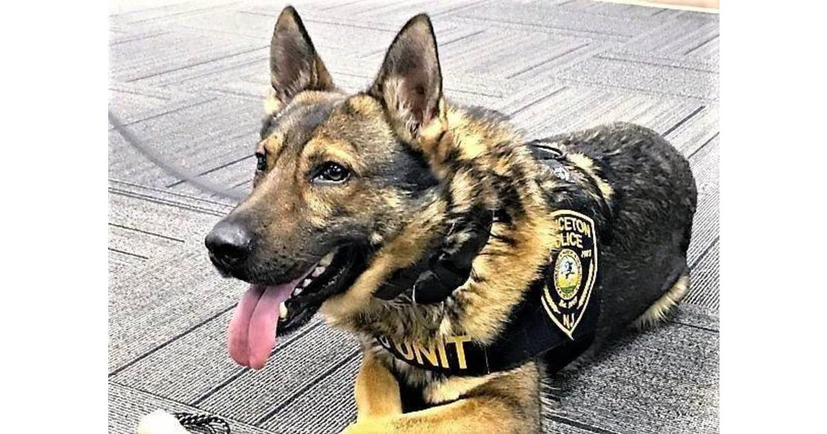 RIP: For K9 Harris, Serving on the Princeton Police Force Was More Fun ...