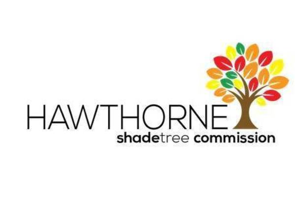 Hawthorne Shade Tree Commission Receives 1,000 Daffodil Bulbs from ...