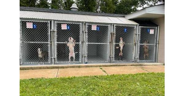 Hamilton Animal Shelter Reaches 90% Live Release Rate, Sees Increase in ...