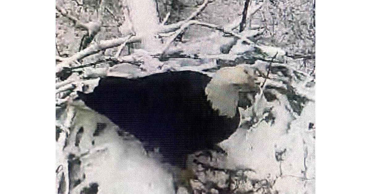 Special Delivery: American Bald Eagles Return to Nest Atop Sycamore ...
