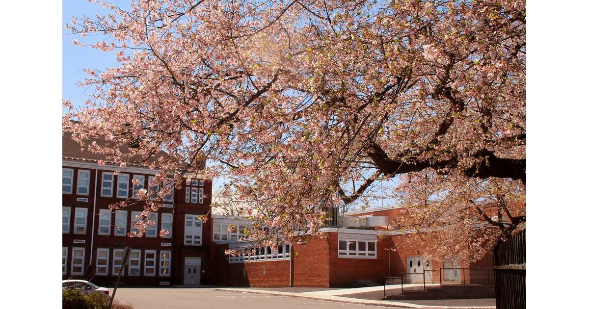 Nutley Softball, Baseball Power To Big Wins; Koster Makes Historic ...