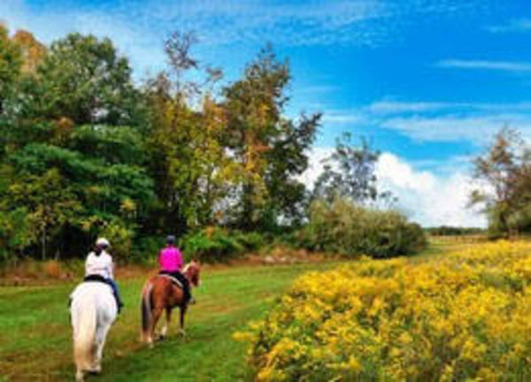 Saddle Up with Horse Back Riding at Mercer Stables | Hamilton ...