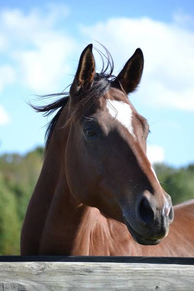 Mercer County Stables Saddled Up for Rides Until the Spring | Hamilton ...