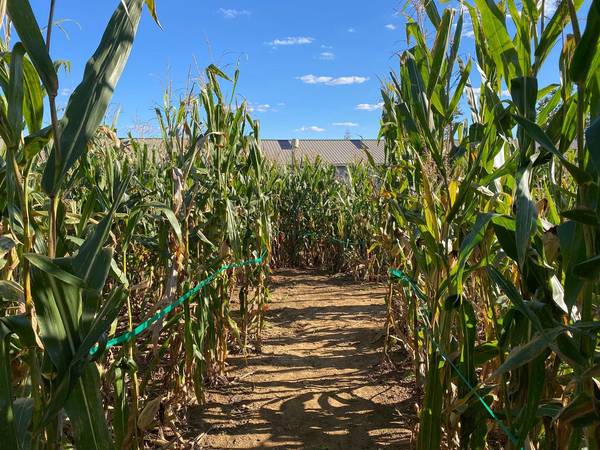 Wander Through the Mercer County's Howell Living Farm Corn Maze ...