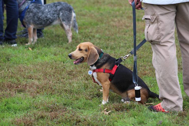 Somerset Regional Animal Shelter Holds Heart & Sole Walk to Benefit the ...