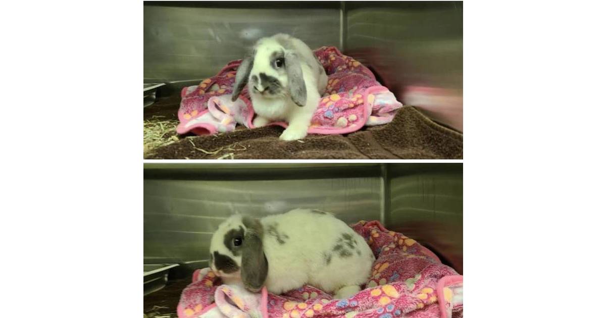 Domestic Bunny Found Near Memorial Park in Nutley | Nutley, NJ News TAPinto