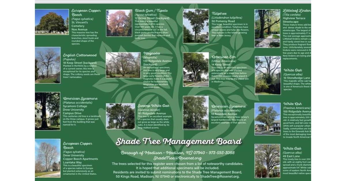 Madison Places 22 Borough Trees on the Landmark Tree Registry | Madison ...