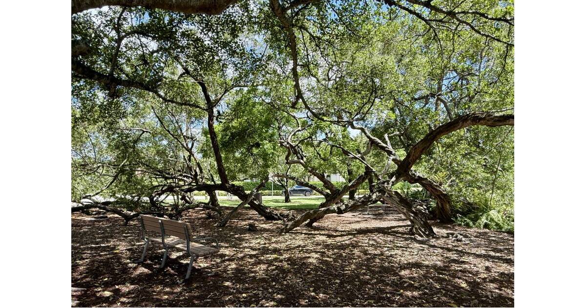 Century-Old Tree Takes Spotlight as Boca Raton Marks 100 Years at Por ...