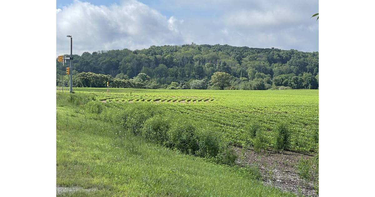 Court Upholds Sparta's Zoning Ordinance to Protect Route 15 Corn Field ...