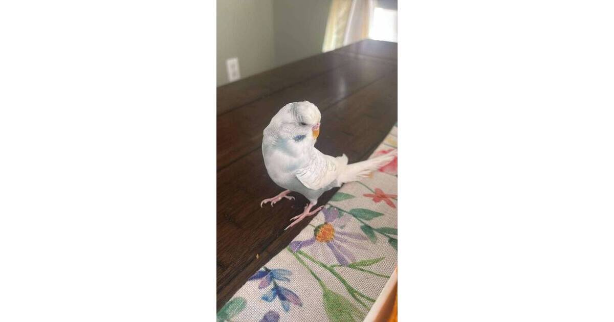 White with Blue Budgie (Parakeet) Found Near Lincoln School in Nutley ...