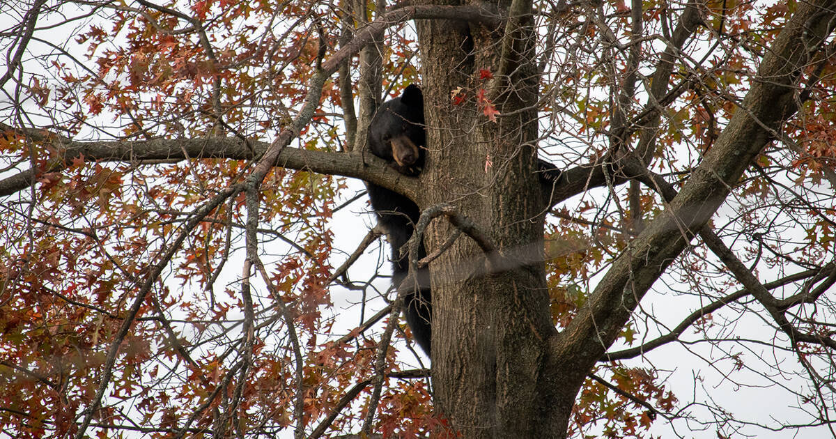Breaking: Bear in Tree on Crescent Ave in Plainfield as Plainfield ...