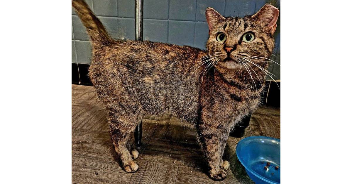 Bordentown City Cats' Kitty of the Week: Reese | Bordentown, NJ News ...