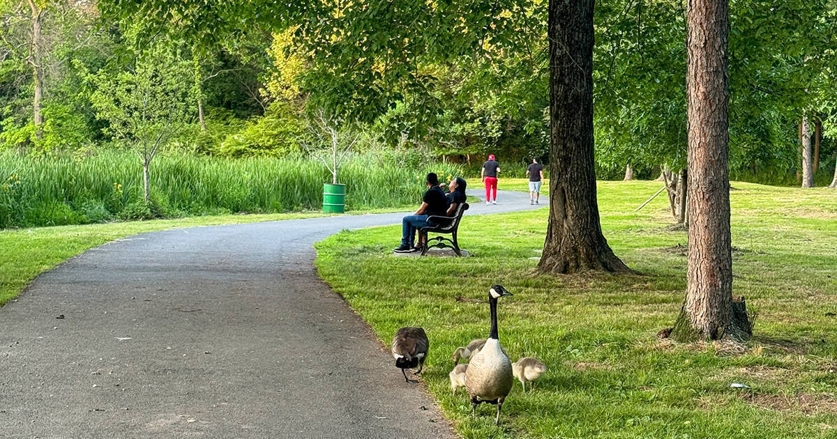 Cedar Brook Park Cleanup Set for Sunday; Organizers Ask Residents for ...