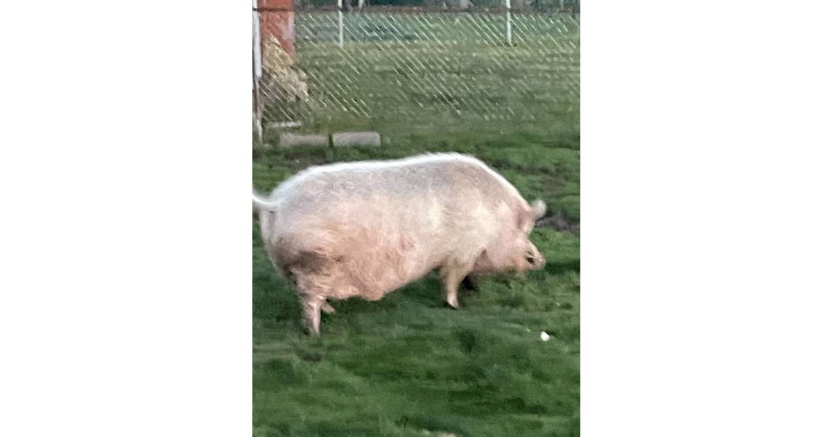 A 300-Pound Pig, Dogs, Fish and Ferrets All Survive Union Fire, Chief ...