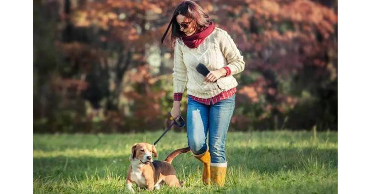 Barxbuddy Reviews [Must Read Before Buying]: Does Barxbuddy Trainer ...