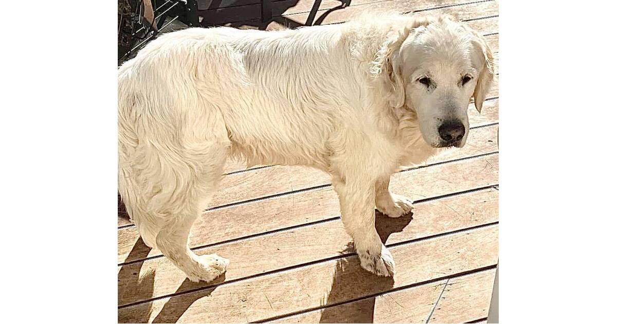 Lost Dog: Have You Seen Beau? | Warren, NJ News TAPinto | TAPinto