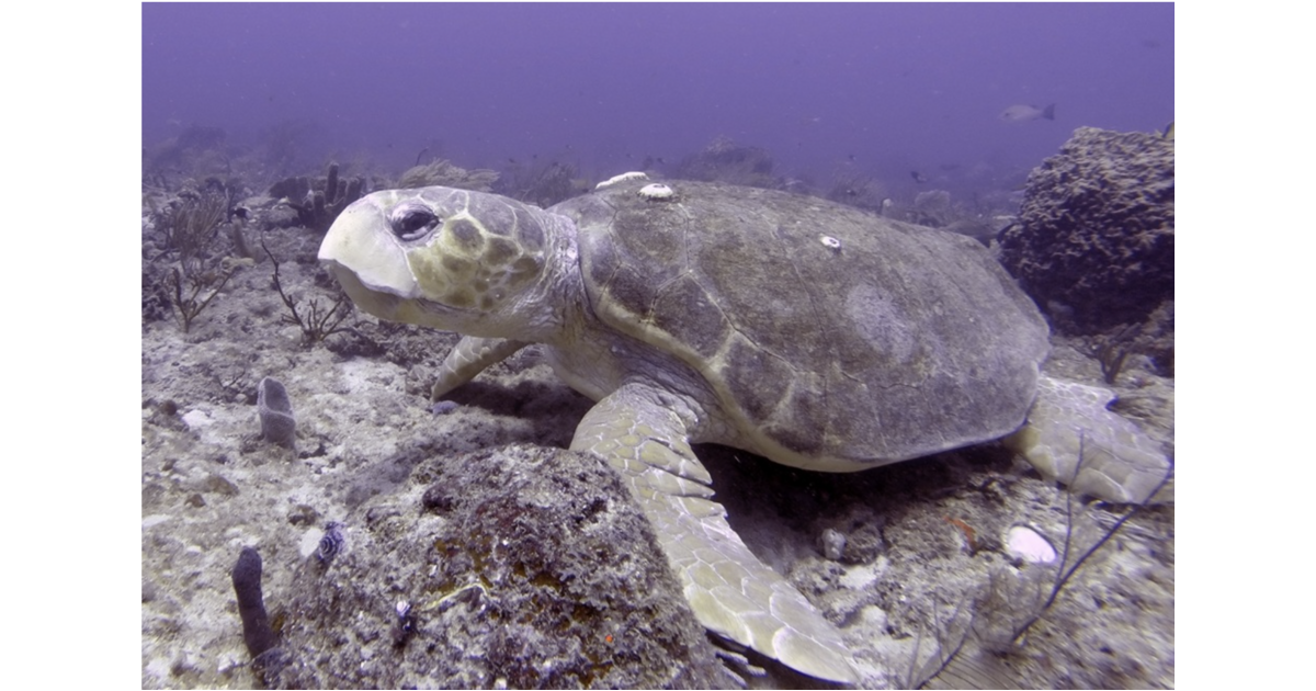 Loggerhead Turtles Prefer Gentle Slopes and Nearby Dune Stairs on Boca ...
