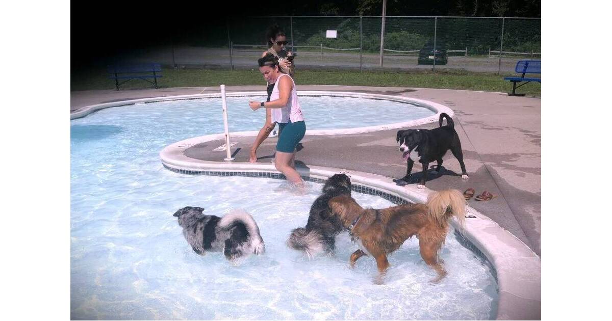 Canines Take a Splash at the Clark Pool's First-Ever Dog Swim Event ...
