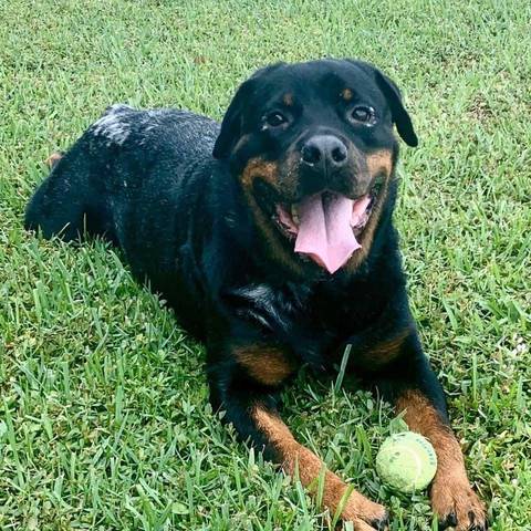 Meet Bruno: Wonder Paws Rescue Pet of the Week | Parkland, FL News TAPinto
