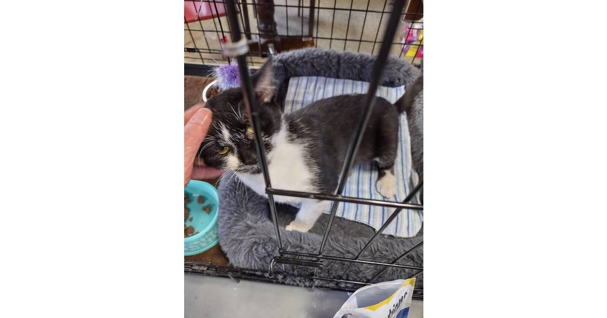 Bordentown City Cats' Kitty of the Week: Miss Kitty! | Bordentown, NJ ...