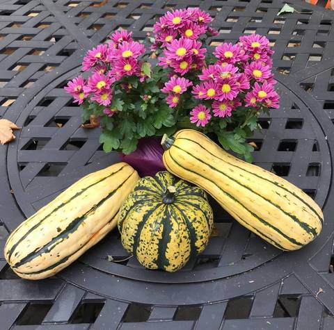Four Delicious Ways to Enjoy Local Squash this Fall | News TAPinto