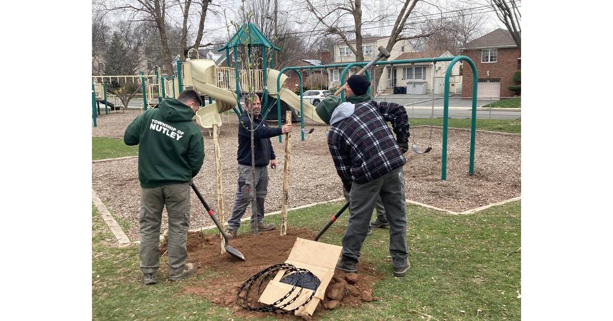 A Tree Grows in Nutley’s DeMuro Park | Nutley, NJ News TAPinto | TAPinto