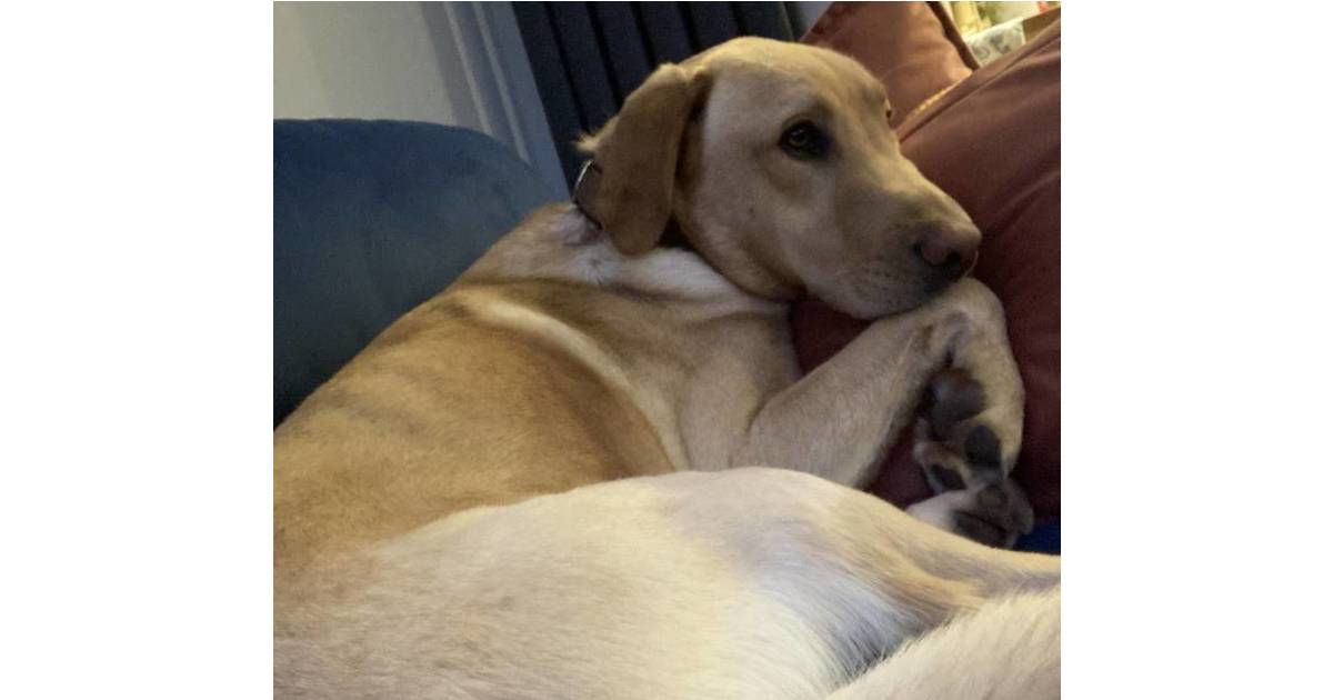 Longtime Animal Control Officer Provides Advice on Keeping Pets Safe ...