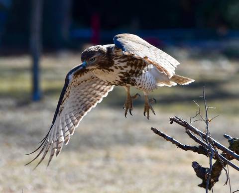 Hollywood Hawk Hangs Out in Hawthorne Says Holly | Hawthorne , NJ News ...