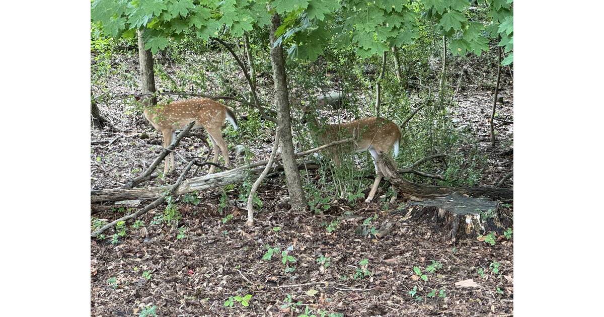 Oh Deer! It’s Mating Season — Drivers Beware | Hamilton/Robbinsville ...