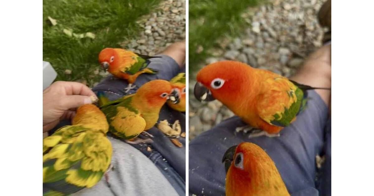 Community Asked to Help Locate Four Missing Pet Sun Conures in Warren ...