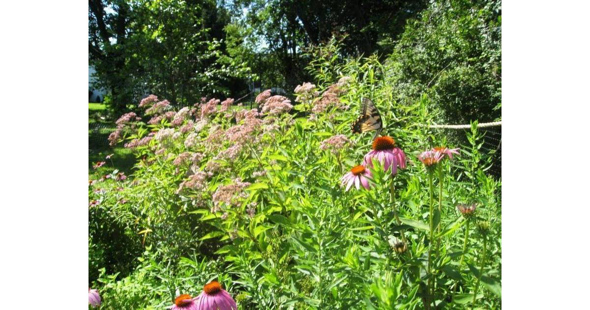 Exploring Native and Invasive Plants in New Jersey: A Community Effort ...