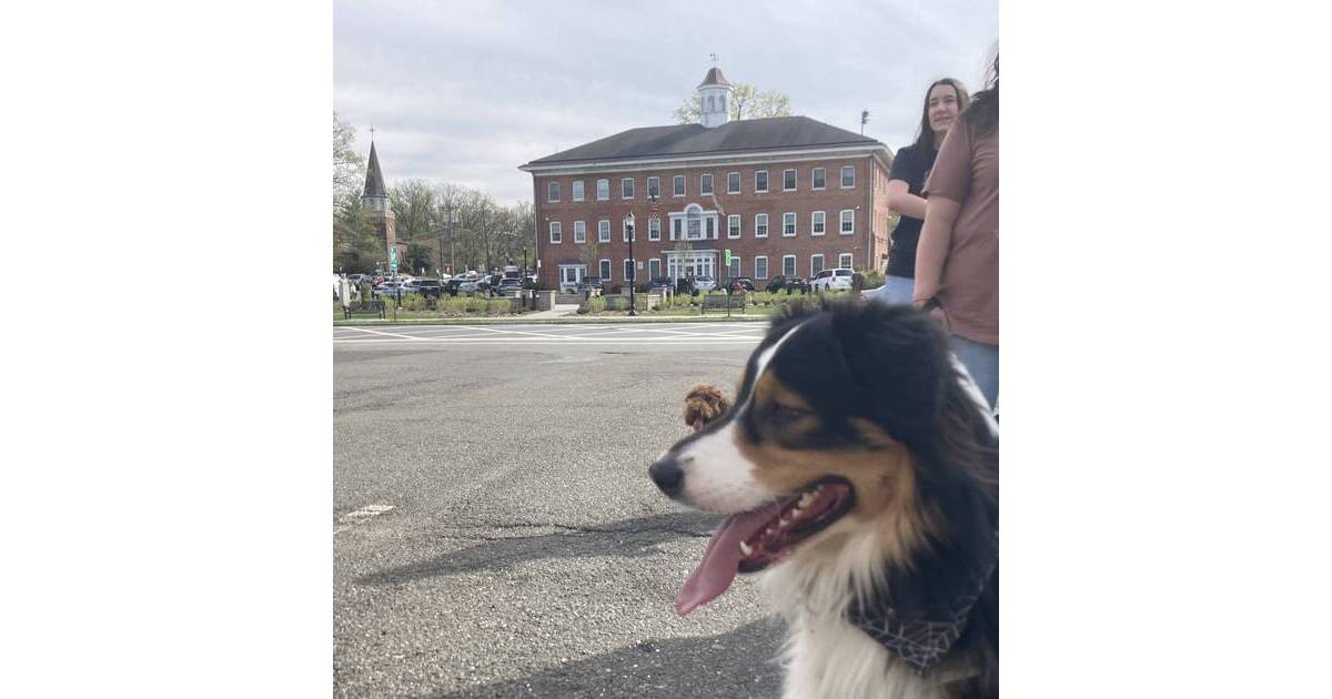 Special Late Night Nutley Town Hall Hours for Dog and Cat License ...