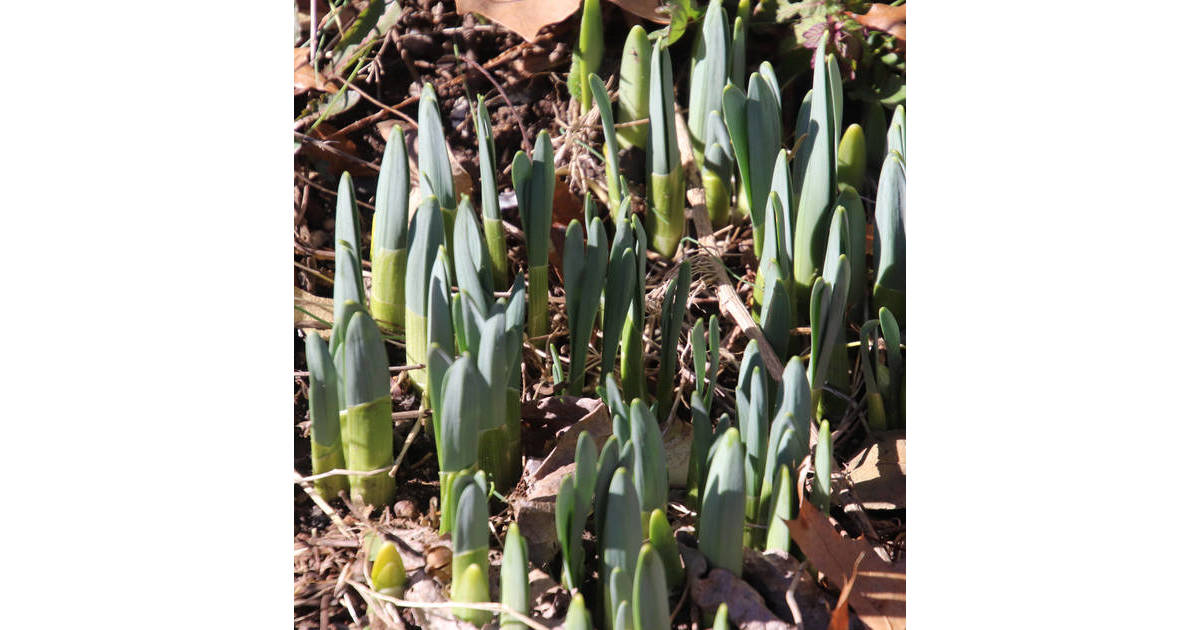 Evidence Groundhog Got It Right This Year, at Least in Hawthorne ...