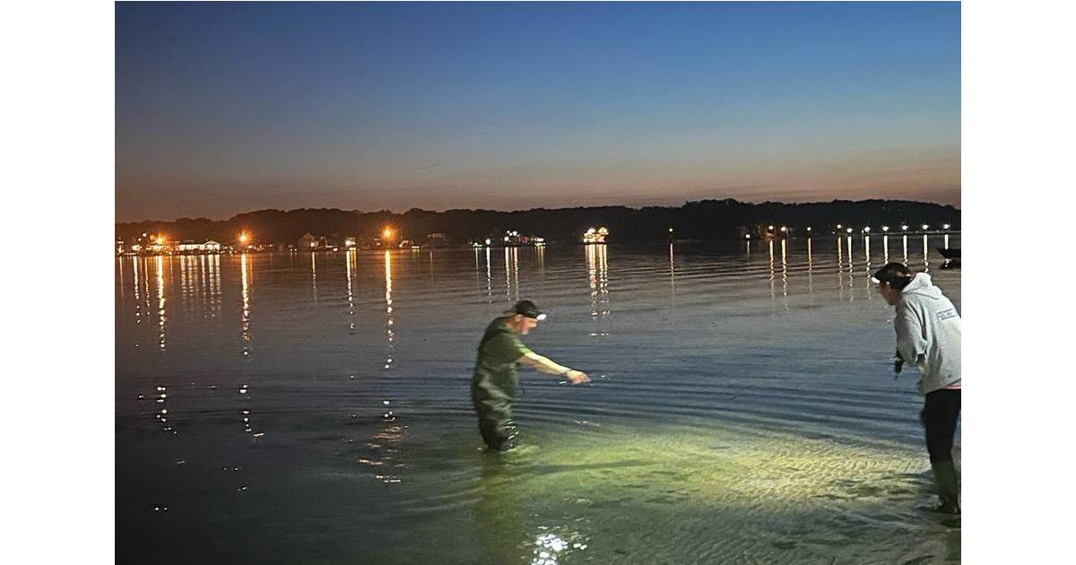 Living Fossils: Horseshoe Crabs in the Shark River | Neptune/Neptune ...